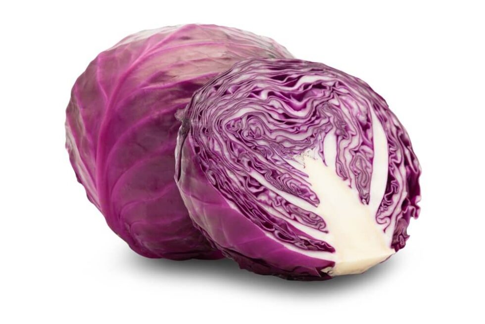 Cabbage Red - Aria Market